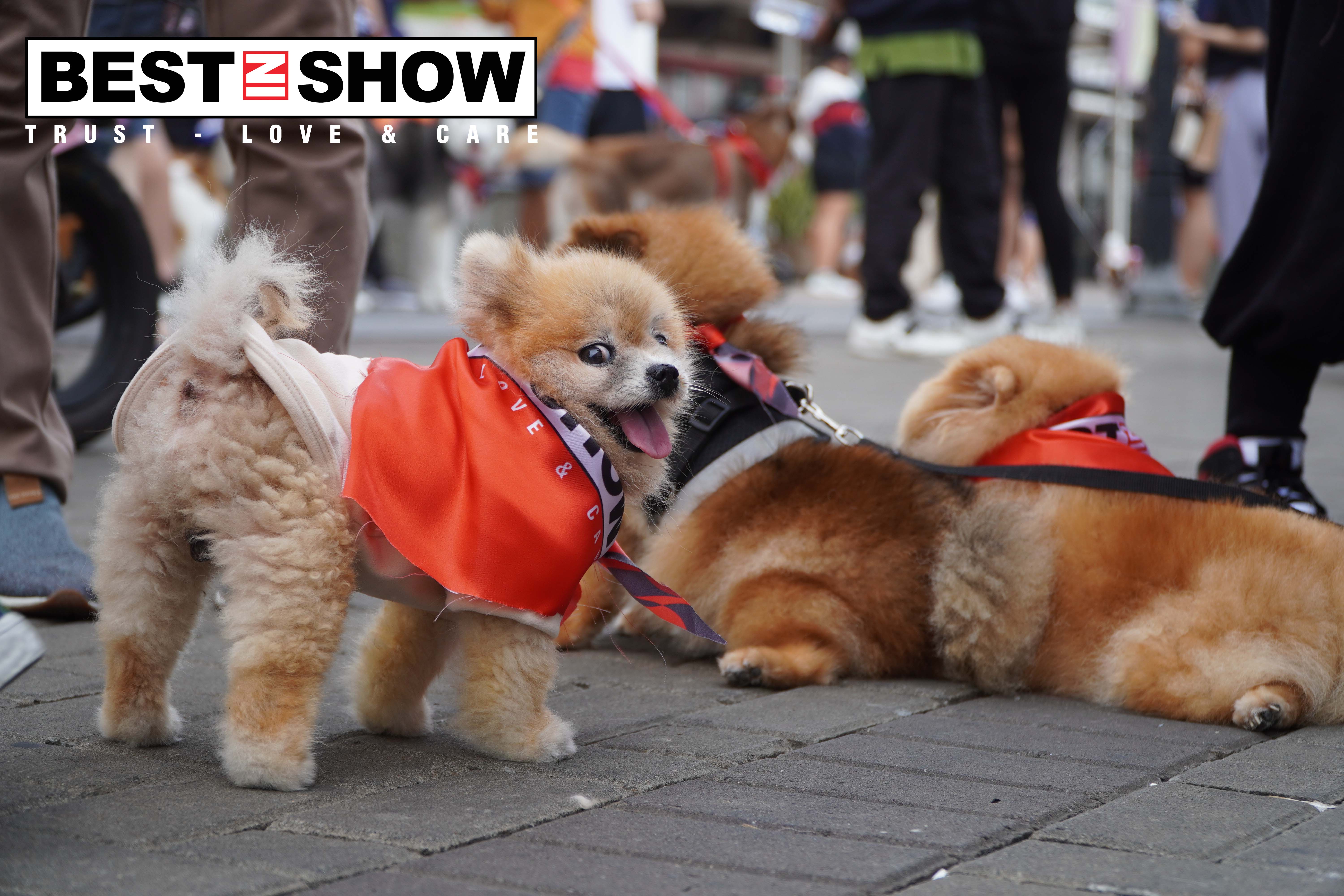 BEST IN SHOW DOGGIE FUNWALK | Best In Show - Best Pet Food For Your Pet
